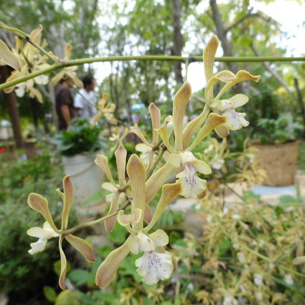 Orquideas y bromelias (Orchids and Bromeliads) of Southern Mexico | Project Noah