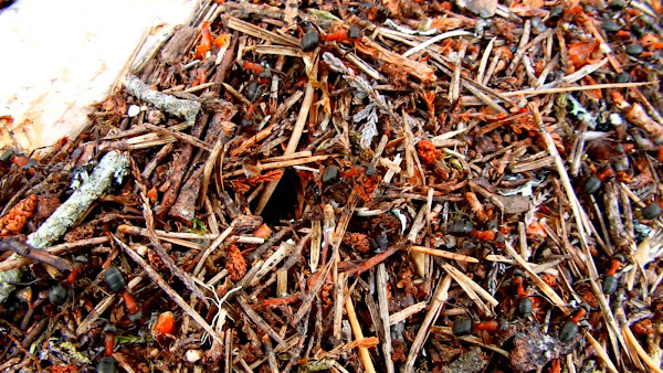 Scottish Wood Ant Nest | Project Noah