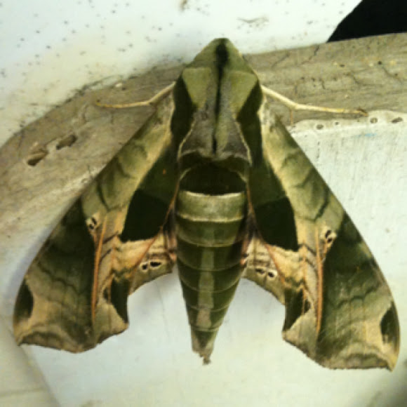 Pandora sphinx moth | Project Noah