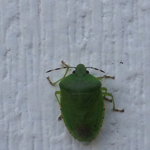 Green stink bug??? | Project Noah