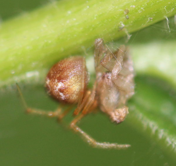 Cobweb Spider | Project Noah