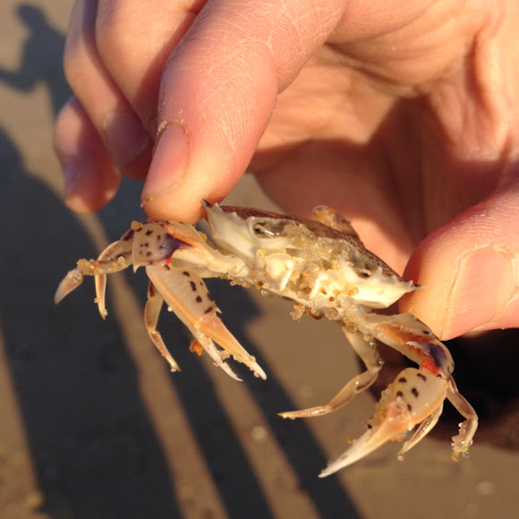 Lady Crab | Project Noah