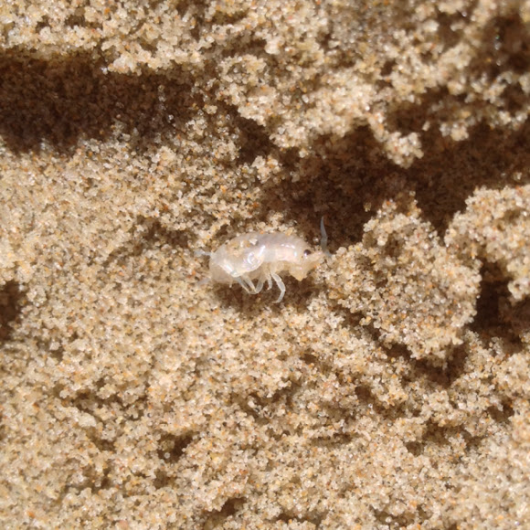 Sand flea | Project Noah
