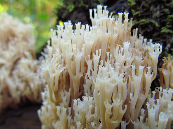 Crown-tipped Coral Fungus | Project Noah