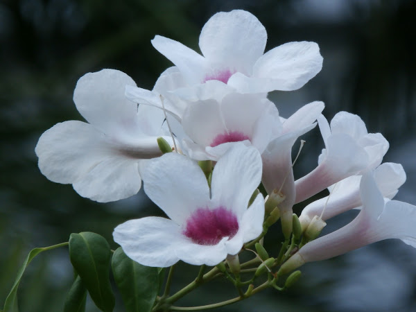 White Allamanda | Project Noah
