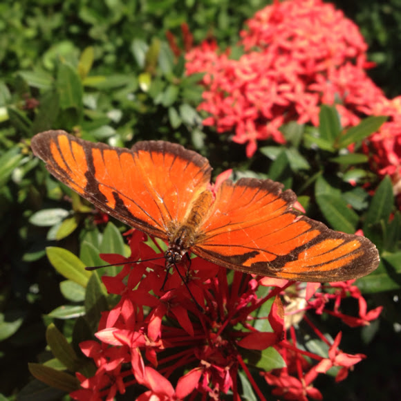 Juno Longwing | Project Noah