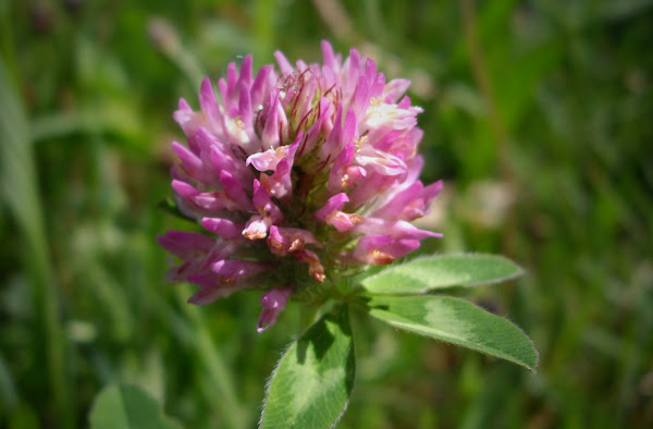 Red Clover | Project Noah