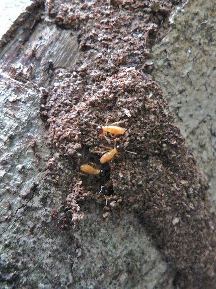 Termite trail | Project Noah