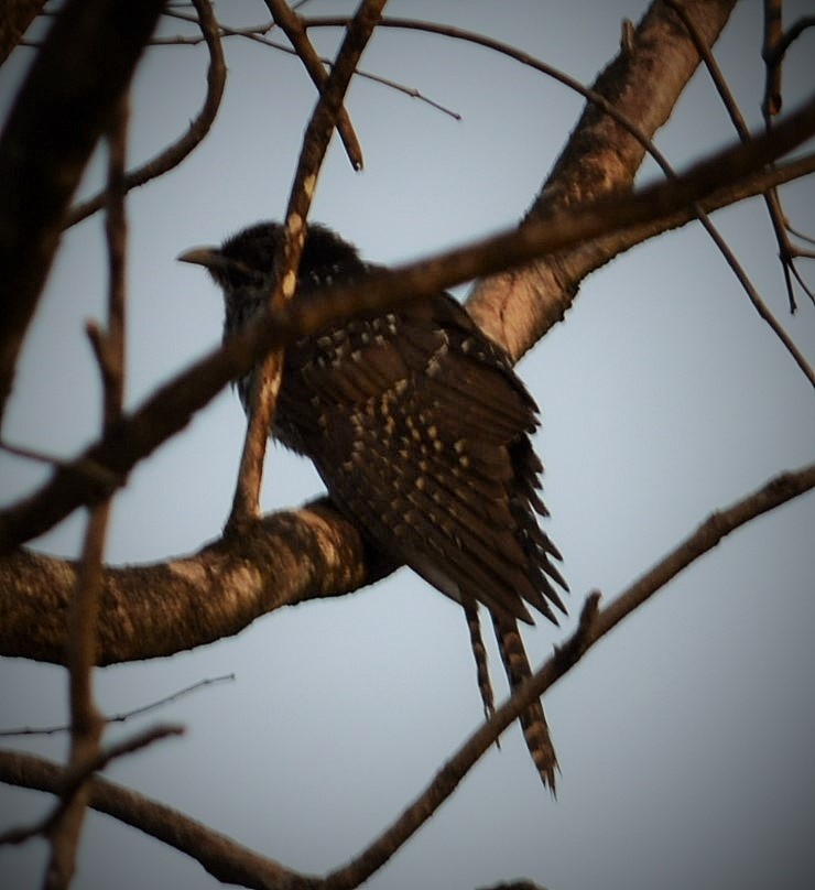 Asian Koel - female | Project Noah