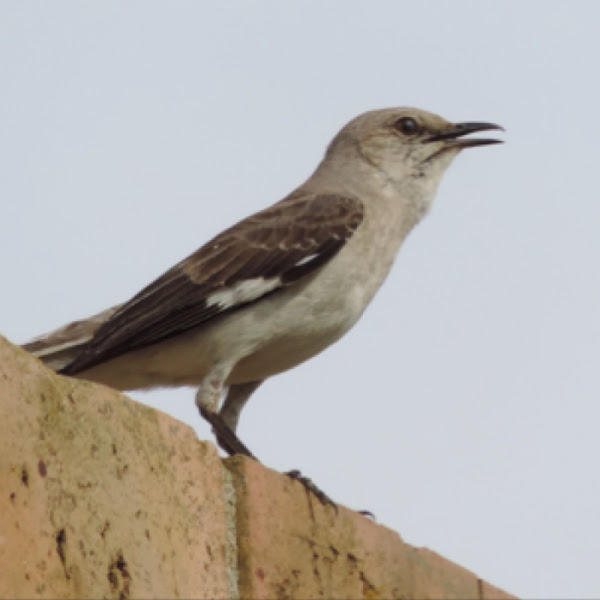 Northern Mockingbird | Project Noah