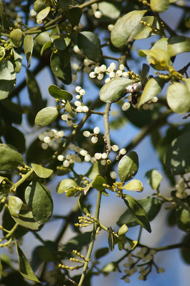 American Mistletoe | Project Noah