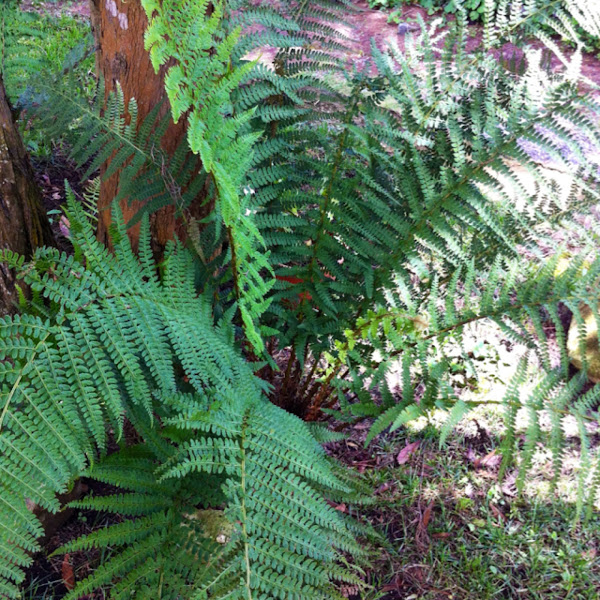 Fern, Helecho | Project Noah