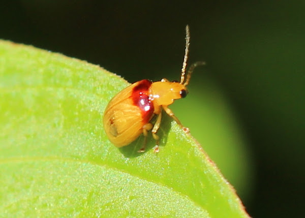 Red-shouldered Leaf Beetle | Project Noah