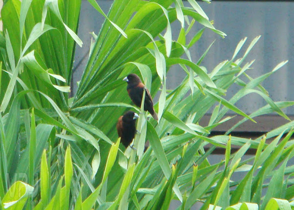 Maya Pula "Red Maya" | Project Noah