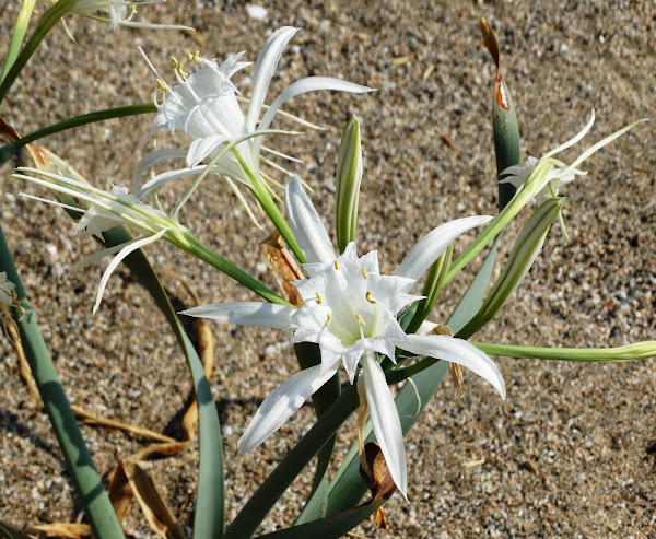 Sea-daffodil | Project Noah