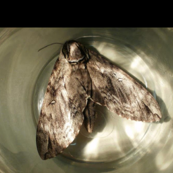 Waved Sphinx - Hodges#7787 | Project Noah