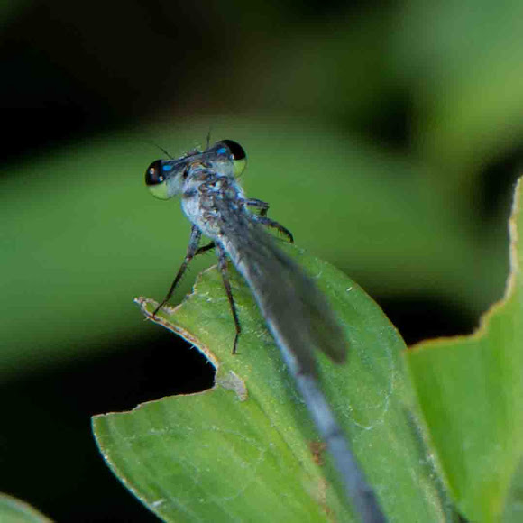 Damselfly | Project Noah