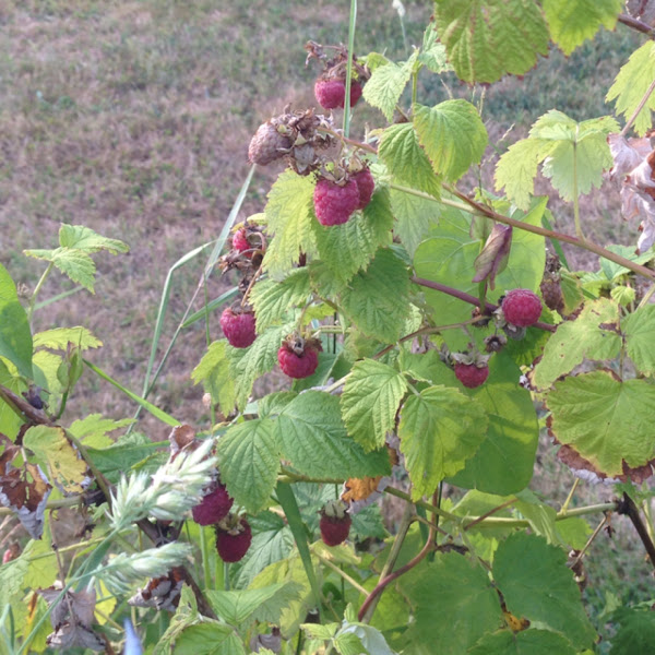 European Raspberry | Project Noah