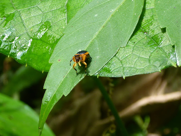 Velvet Ant Mimic Jumping Spider | Project Noah