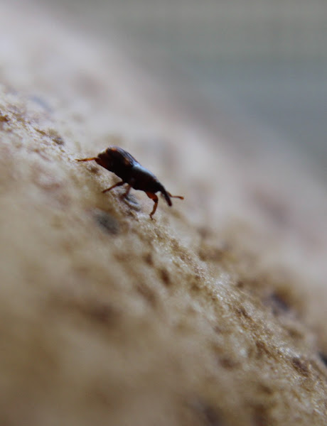 Maize Weevil | Project Noah