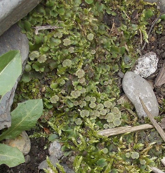 Common Liverwort (Male) | Project Noah