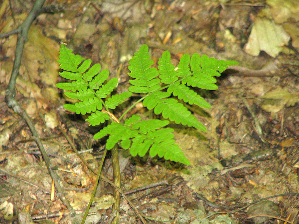 Oak Fern | Project Noah