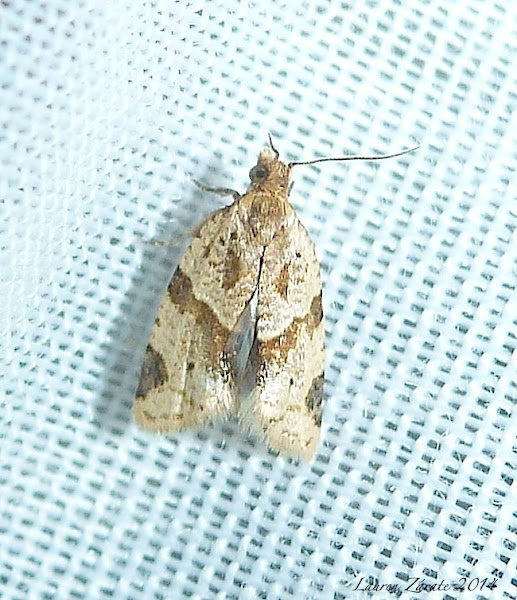 Micro-Lepidoptera Garden Tortrix | Project Noah