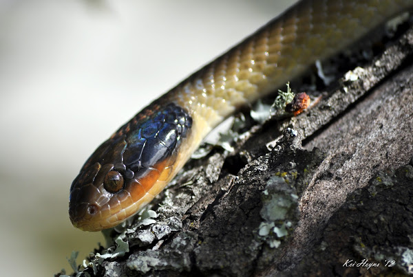 Red-Lipped Herald | Project Noah