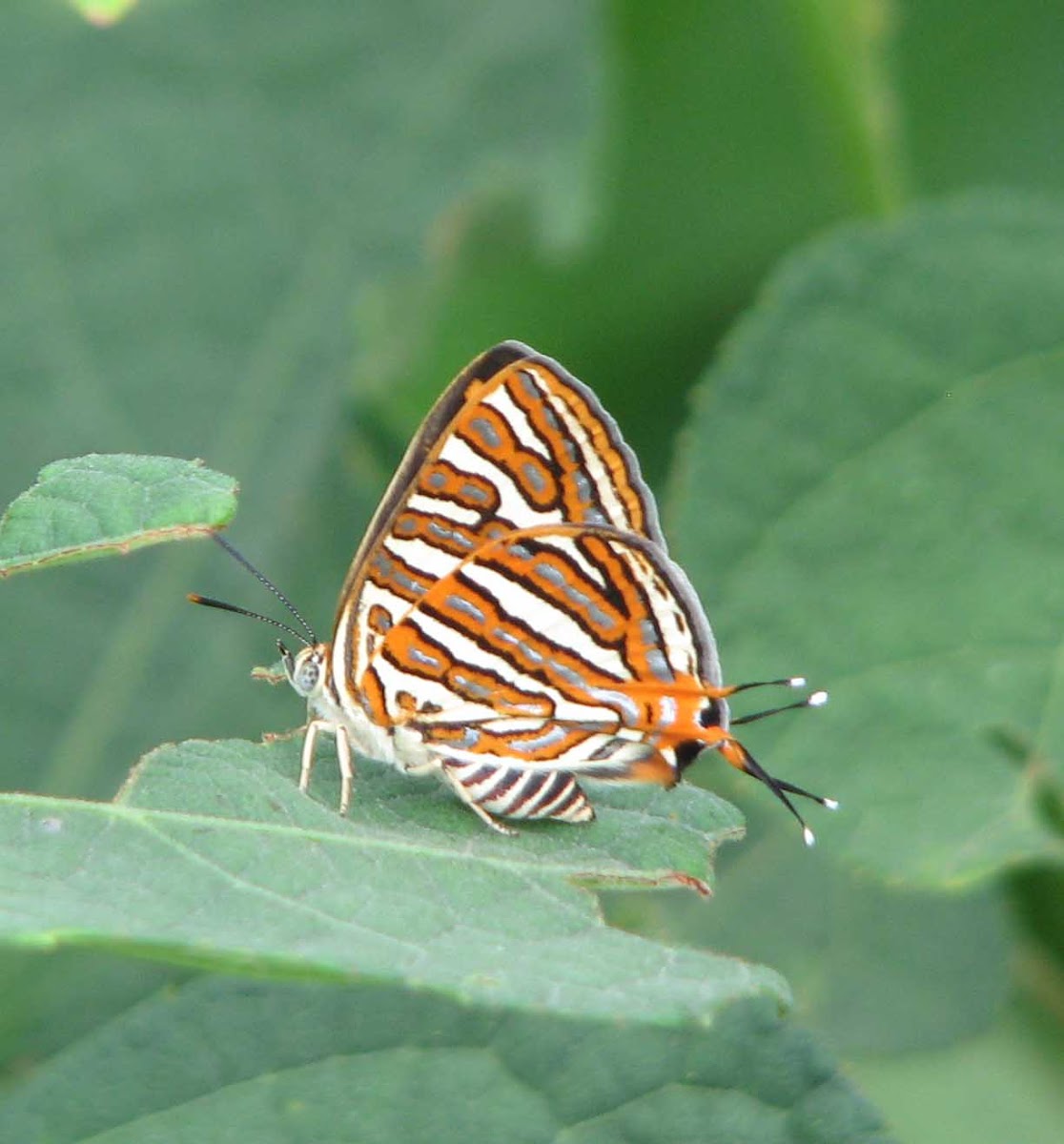 common silverline | Project Noah