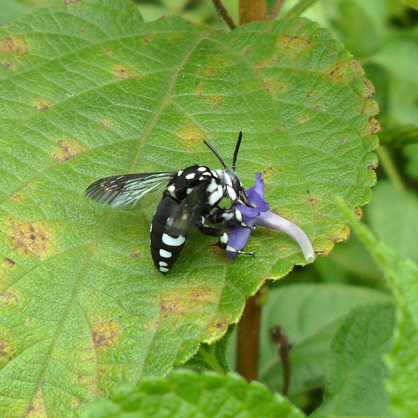 Domino Cuckoo bee | Project Noah
