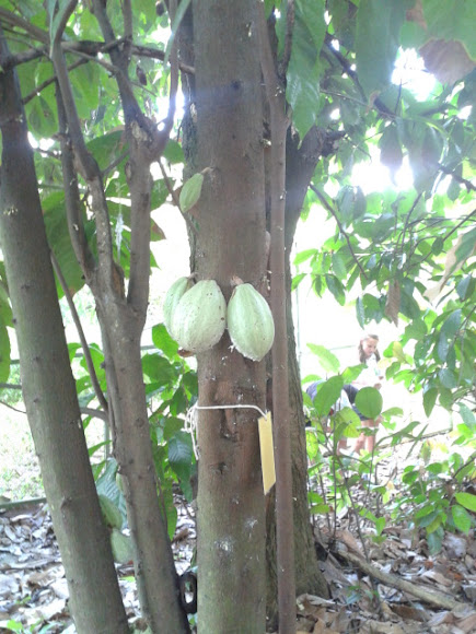 Cacao Tree | Project Noah