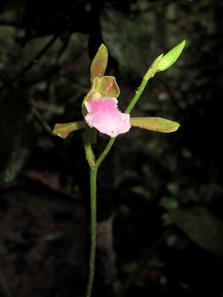 Eulophia Orchid | Project Noah