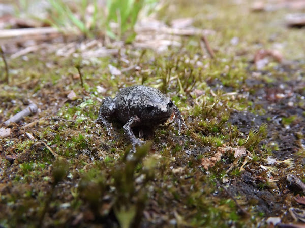 Eastern Narrowmouth Frog | Project Noah