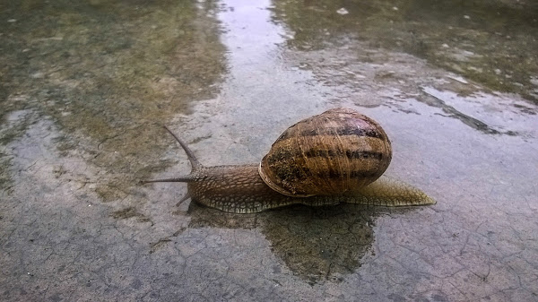 European Brown Snail | Project Noah