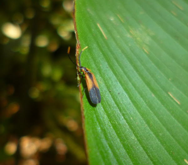 Banded net-winged beetle | Project Noah