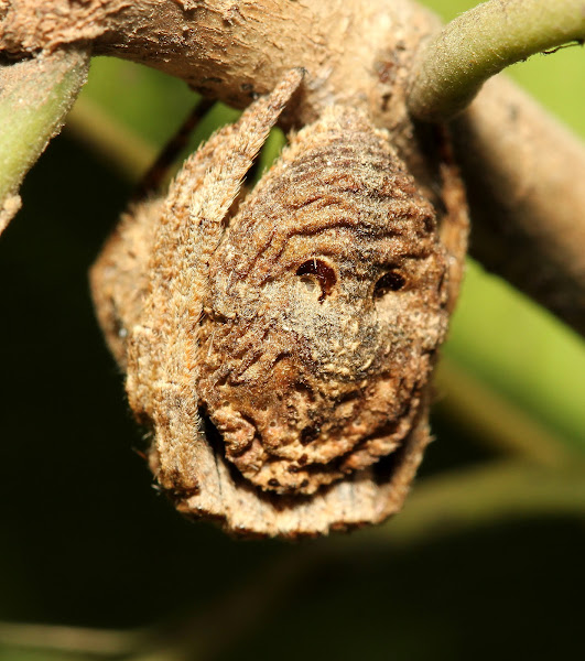Tree Stump Spider | Project Noah