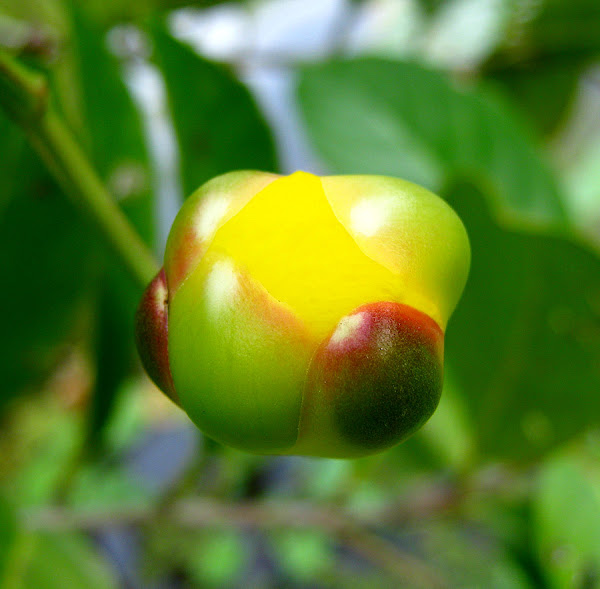 Simpur Air Besar | Project Noah