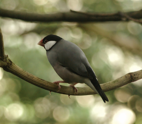 Java Sparrow | Project Noah