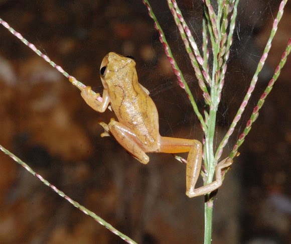 Hourglass treefrog | Project Noah