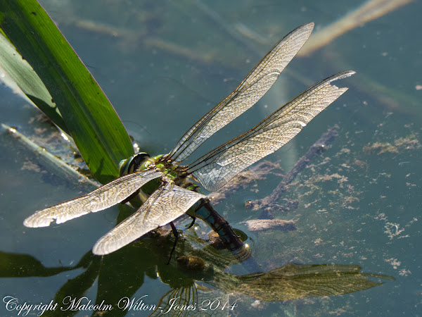 Emperor | Project Noah