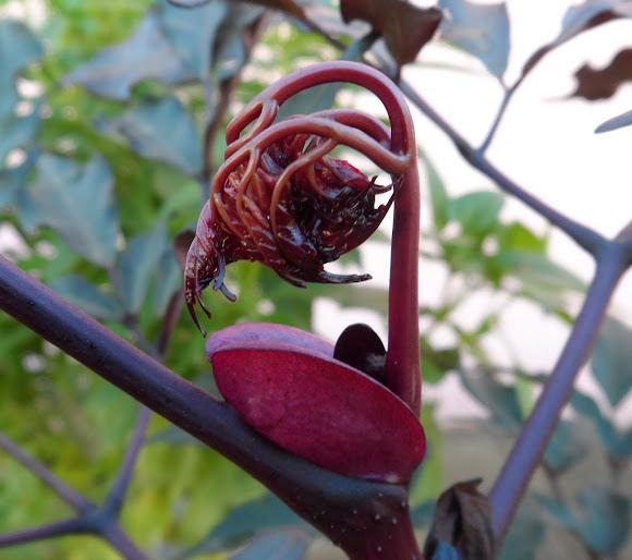 Léia-rubra | Project Noah