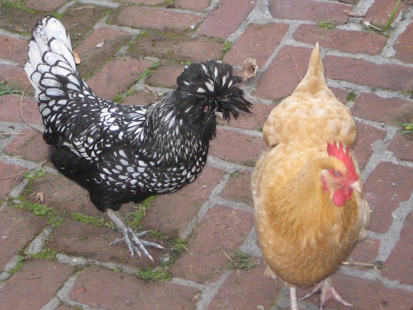 Silver Polish Lace Chicken | Project Noah