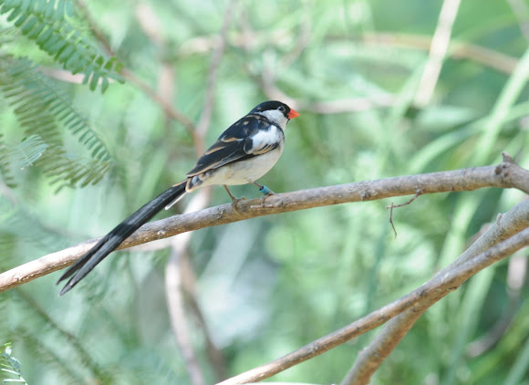 Pin-tailed whydah (male) | Project Noah