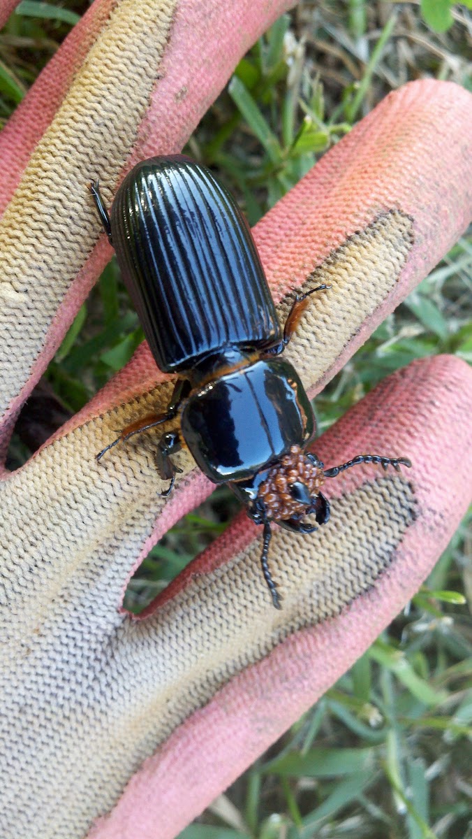 Horned Passalus Beetle | Project Noah