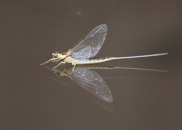 Giant mayfly | Project Noah