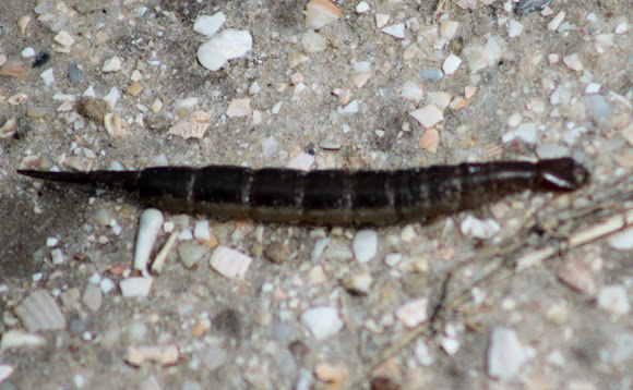 Cybister (larva) | Project Noah