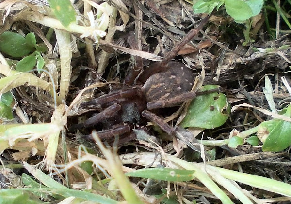 Vagrant spider | Project Noah