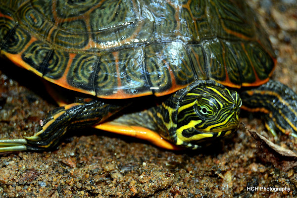 Eastern River Cooter | Project Noah