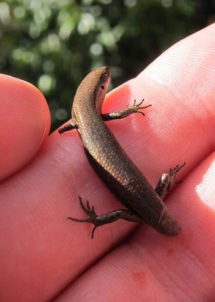 Garden Skink | Project Noah