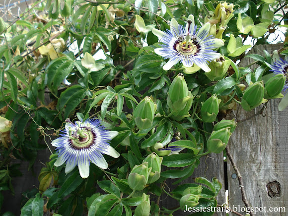 Passiflora caerulea | Project Noah
